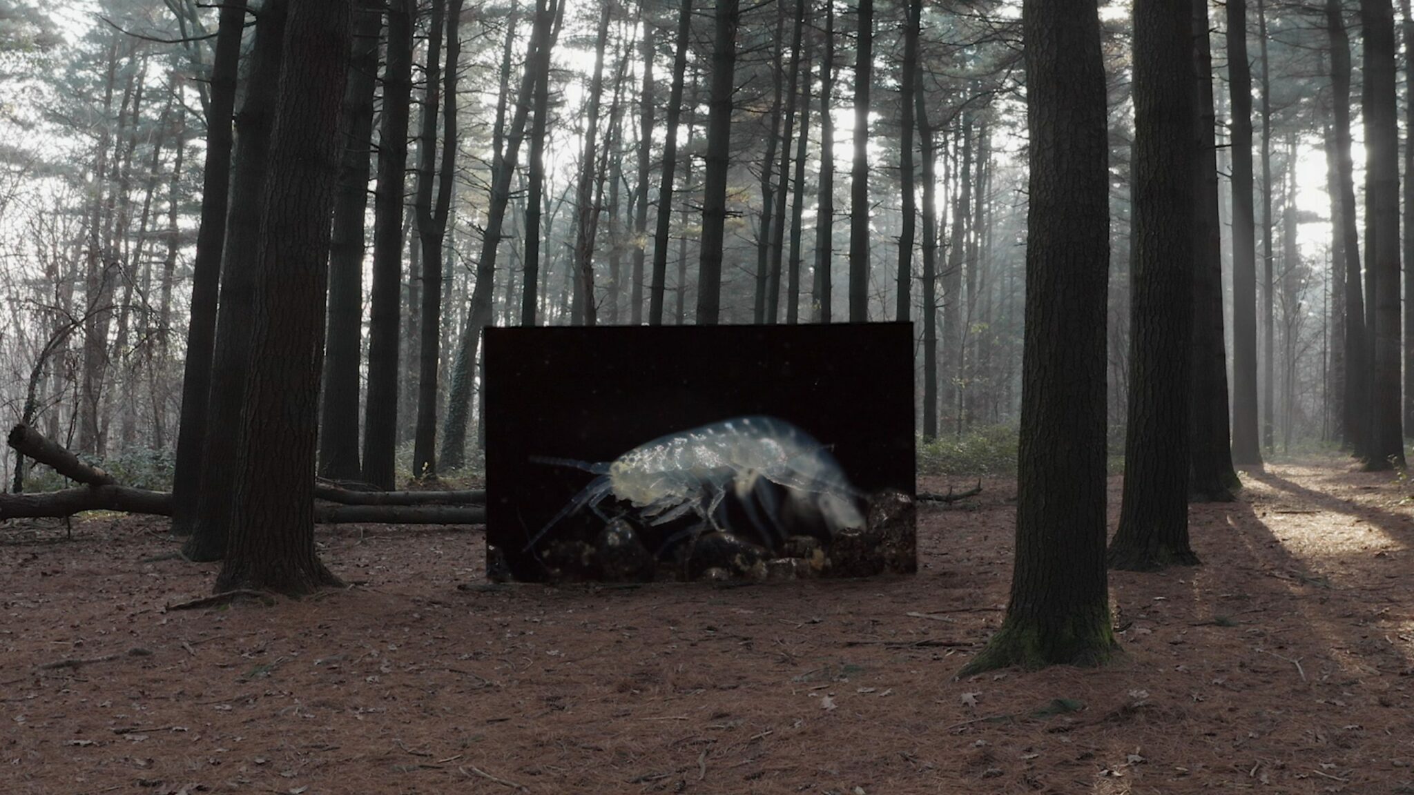 Retracing the Roots - Serpentine Galleries